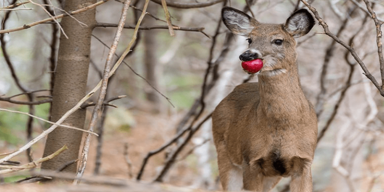 Do Deer Eat Fruit?: The Sweet Side of Herbivores