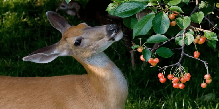 Do Deer Eat Fruit?: The Sweet Side of Herbivores