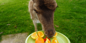 Do Deer Eat Fruit?: The Sweet Side of Herbivores