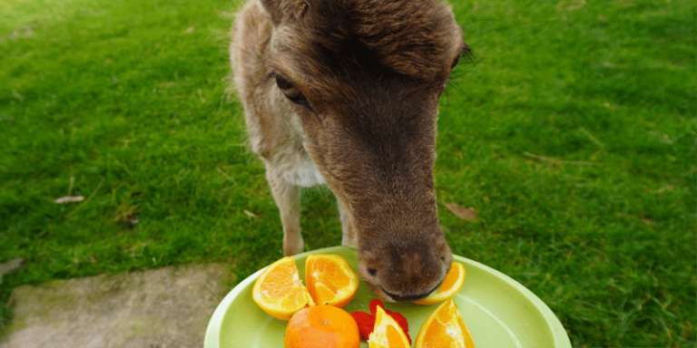 Do Deer Eat Fruit?: The Sweet Side of Herbivores