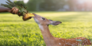 Do Deer Eat Fruit?: The Sweet Side of Herbivores