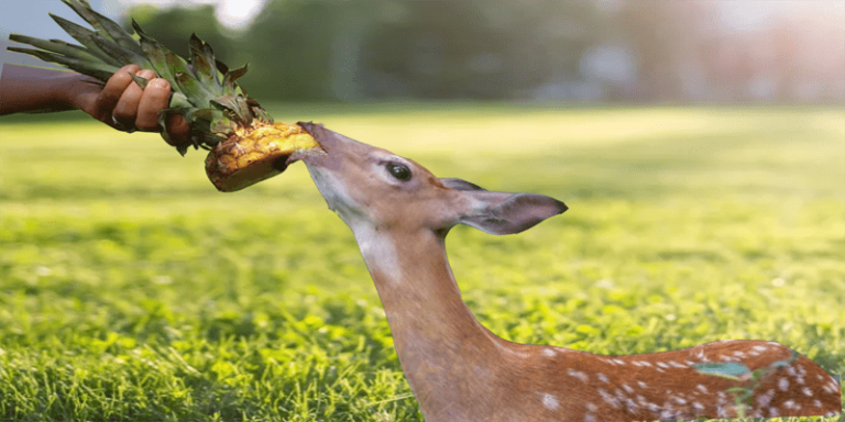 Do Deer Eat Fruit?: The Sweet Side of Herbivores