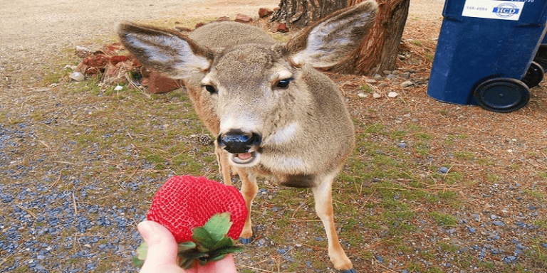 Do Deer Eat Fruit?: The Sweet Side of Herbivores