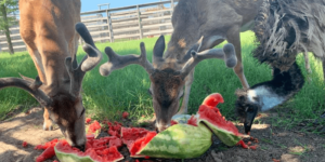 Do Deer Eat Fruit?: The Sweet Side of Herbivores