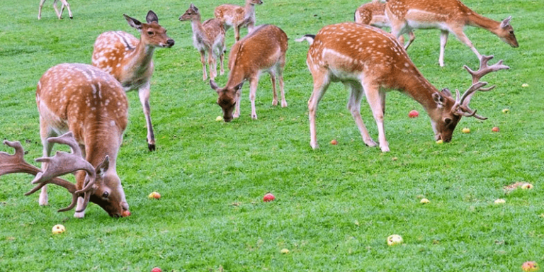 Do Deer Eat Fruit?: The Sweet Side of Herbivores