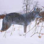The Best Predator Decoys 2026: Proven Ways to Lure in Your Target
